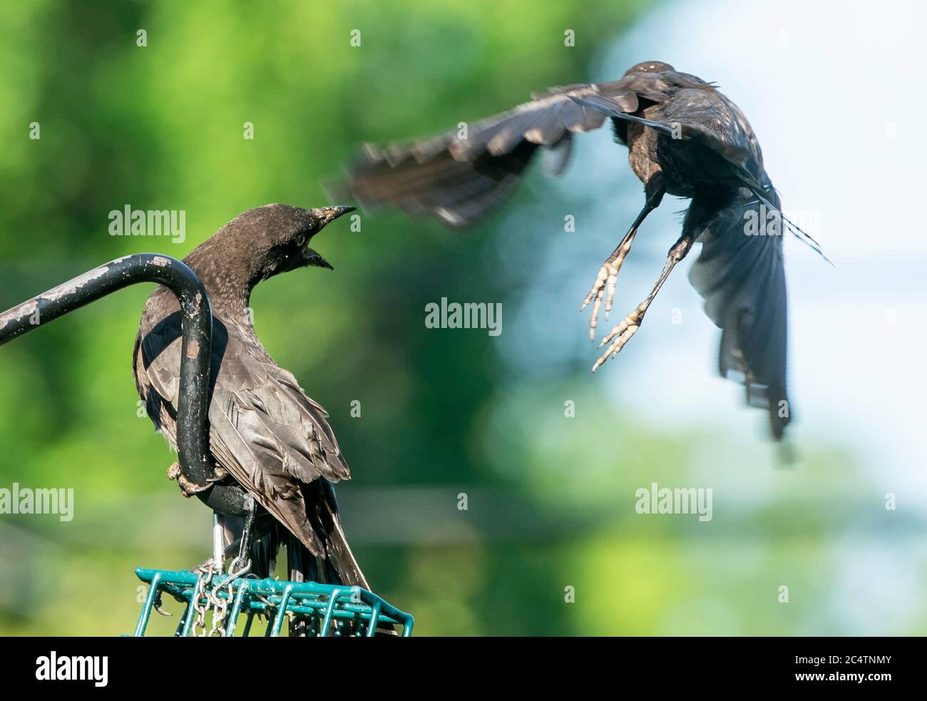 Two birds fighting hi-res stock photography and images - Alamy