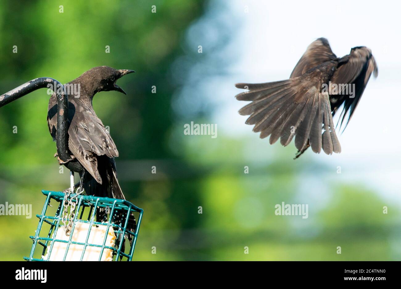 Two birds fighting Stock Photo - Alamy
