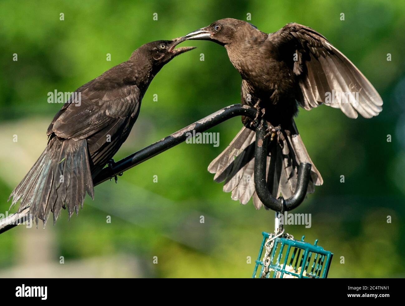 Two birds fighting hi-res stock photography and images - Alamy