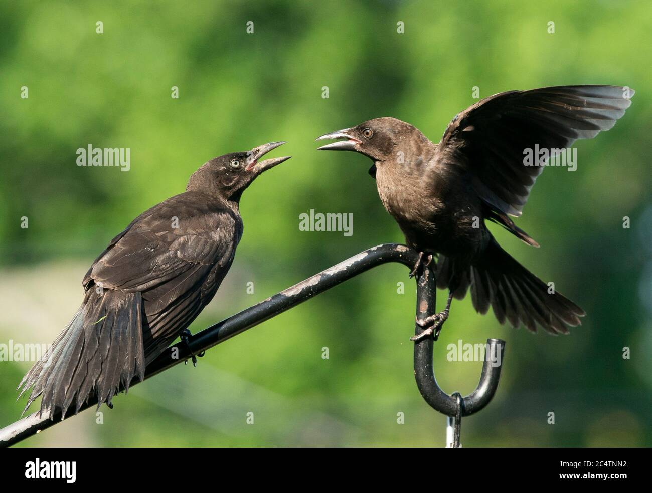 Two birds fighting Stock Photo - Alamy