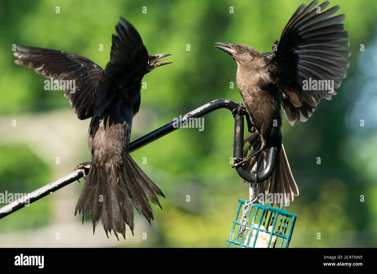 Two birds fighting Stock Photo - Alamy