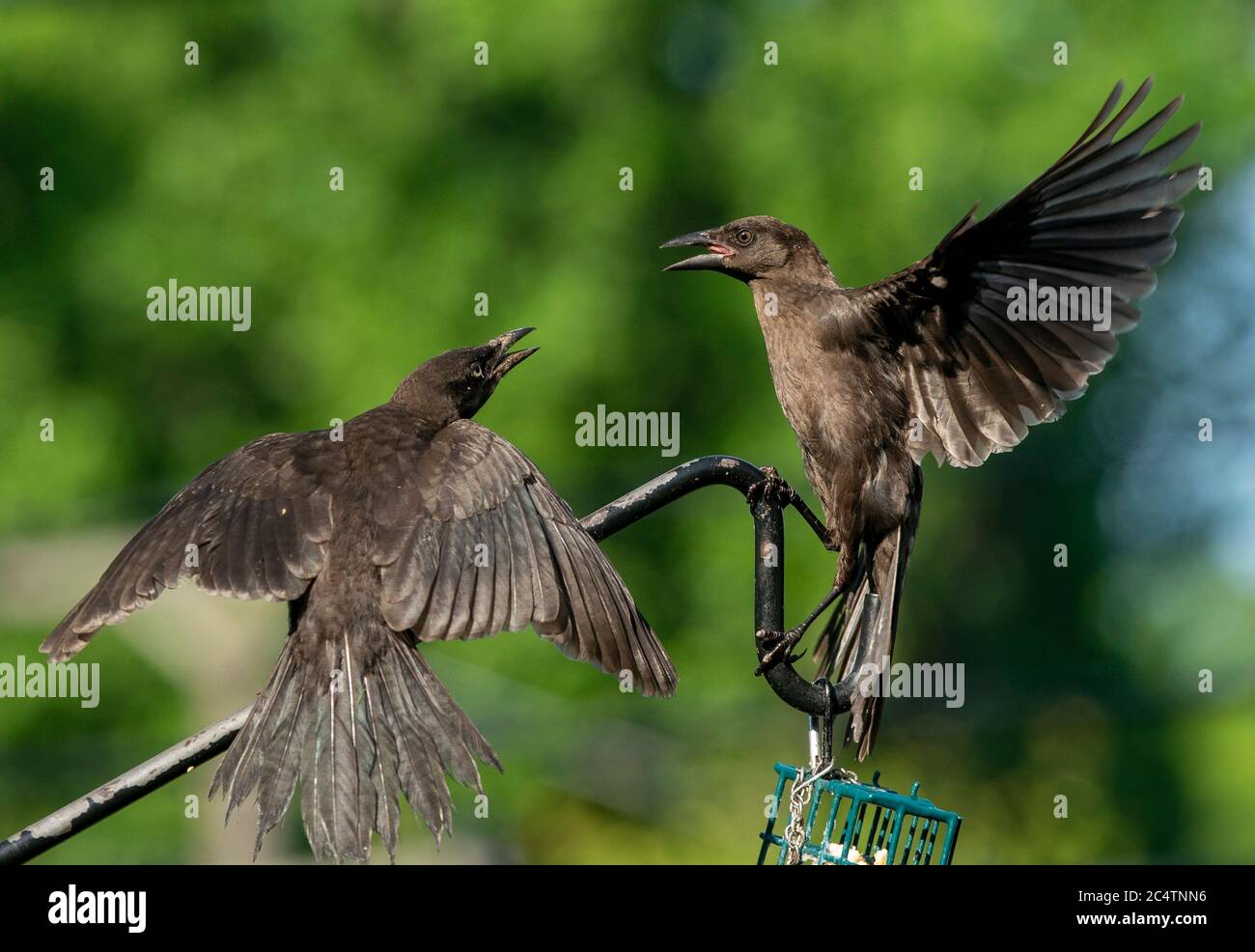 Two birds fighting Stock Photo - Alamy