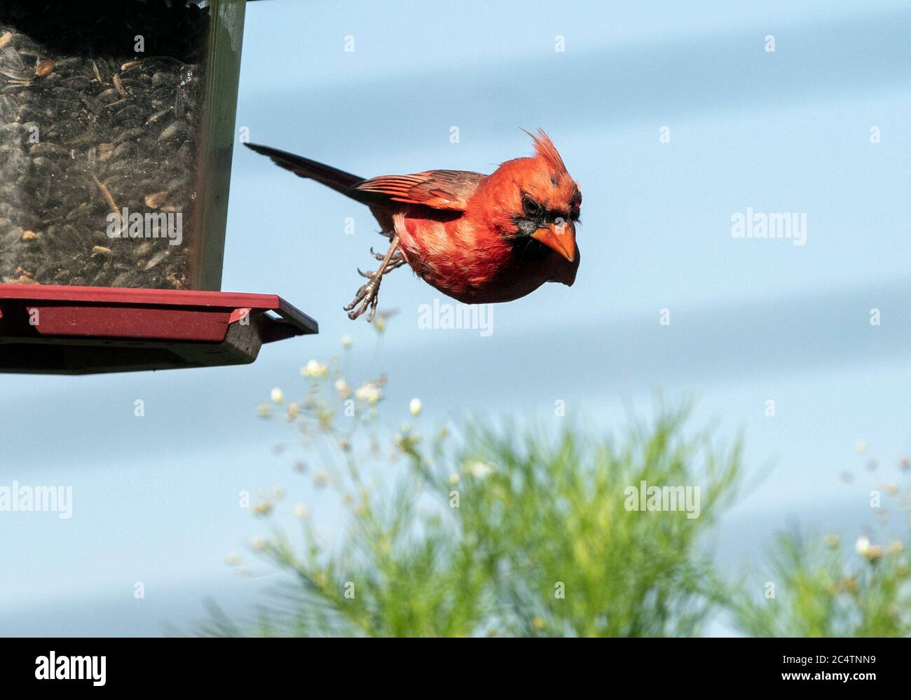Northern Cardinal dives off a bird feeder heading towards a clump of ...