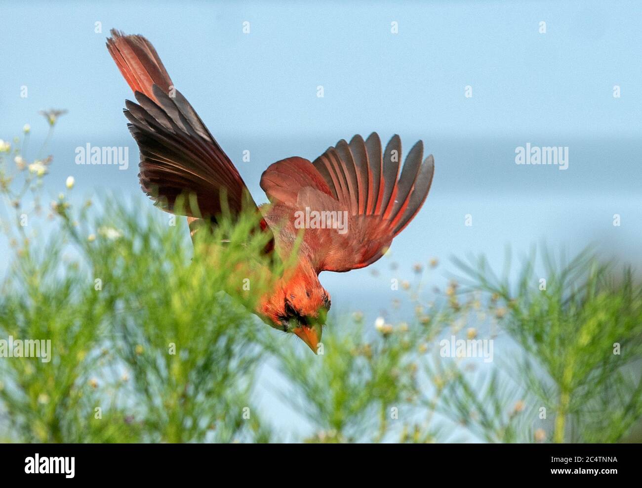 Northern Cardinal flies down towards a bunch of flowers in the back ...