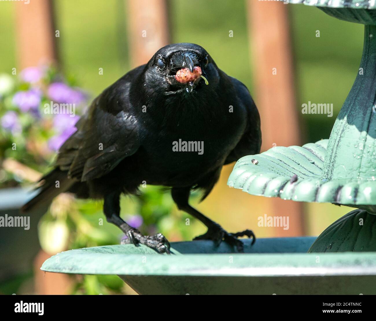 Raven on a fountain with food in its mouth Stock Photo - Alamy