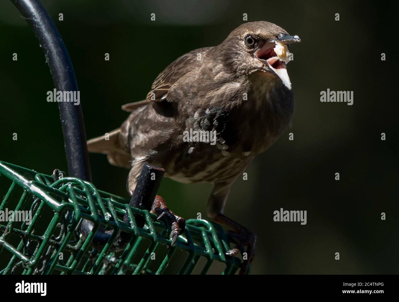 Female Starling enjoys a suet treat Stock Photo - Alamy