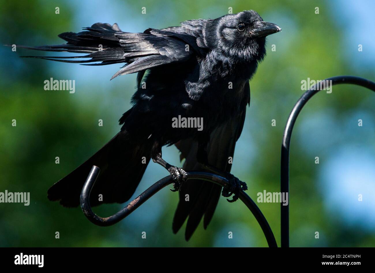 Raven shakes out its feathers perched up high Stock Photo - Alamy