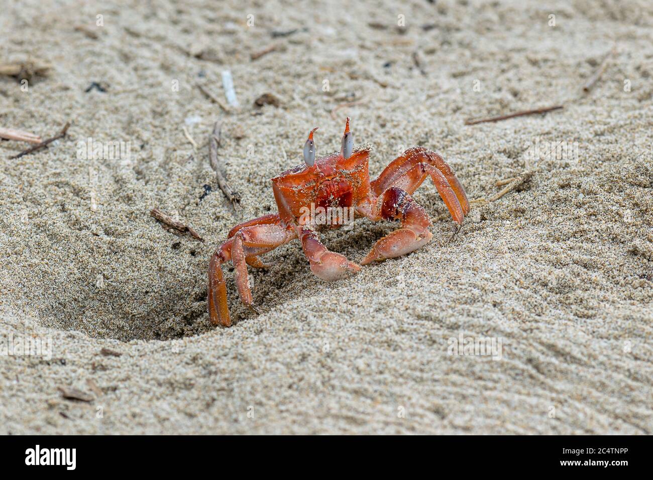 Green crab shore on sandy hi-res stock photography and images - Alamy