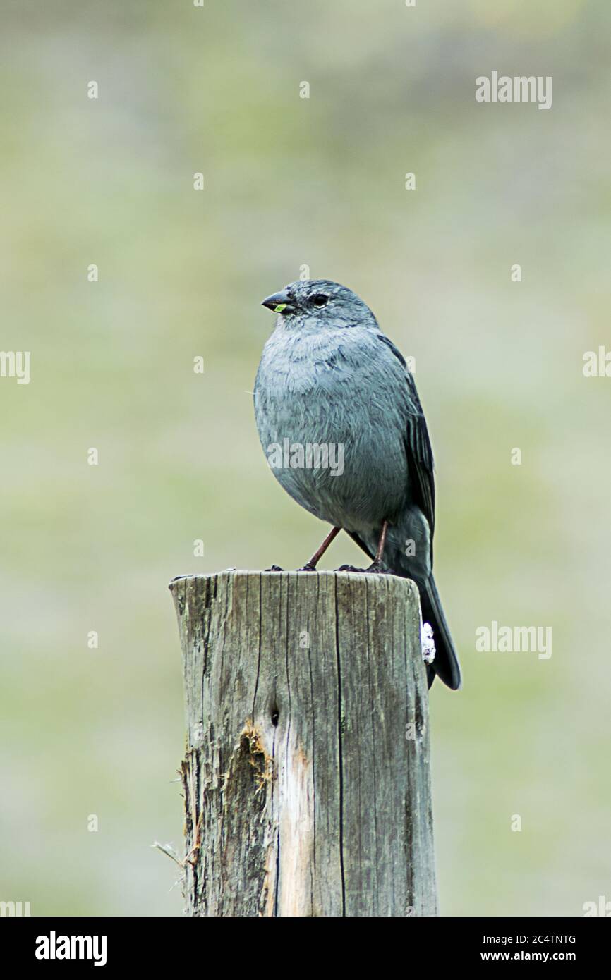 Catbird nest hi-res stock photography and images - Alamy