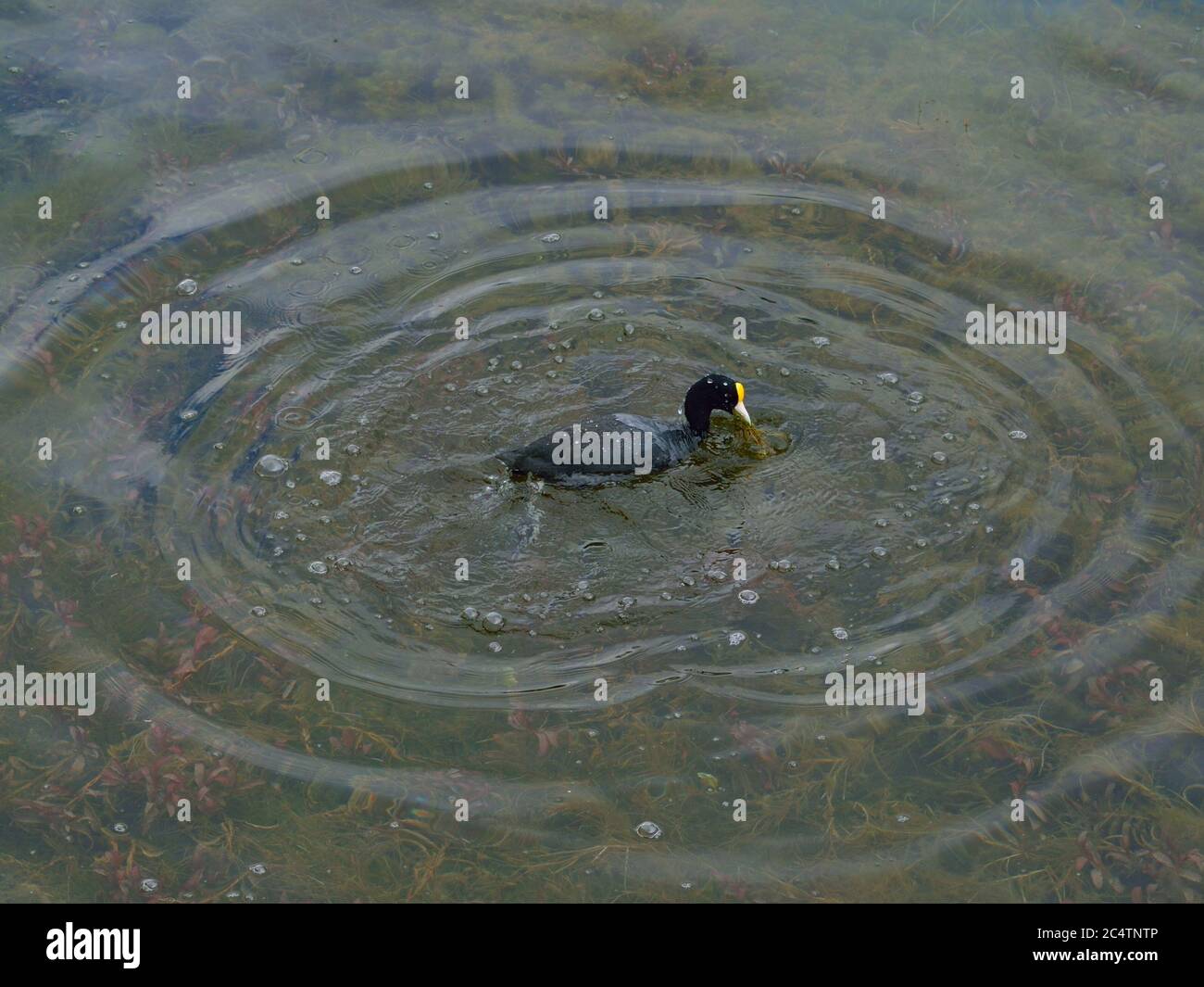 Black duck swimming in the shallow pond Stock Photo - Alamy