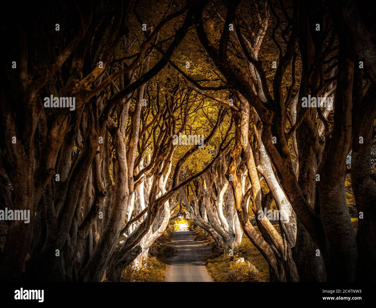 Dark Hedges of Northern Ireland in autumn Stock Photo - Alamy