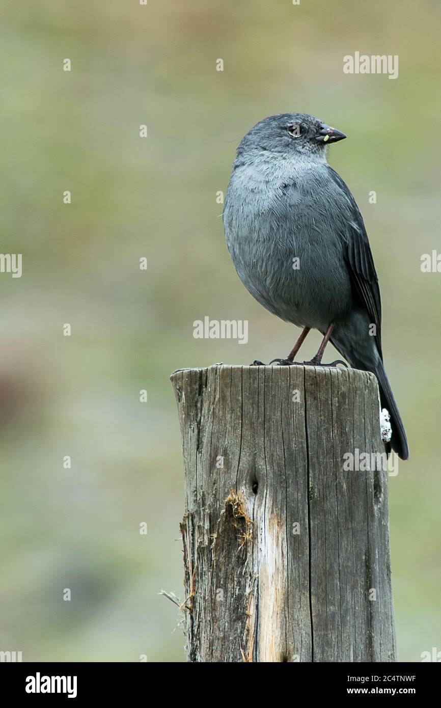 Female catbird hi-res stock photography and images - Alamy