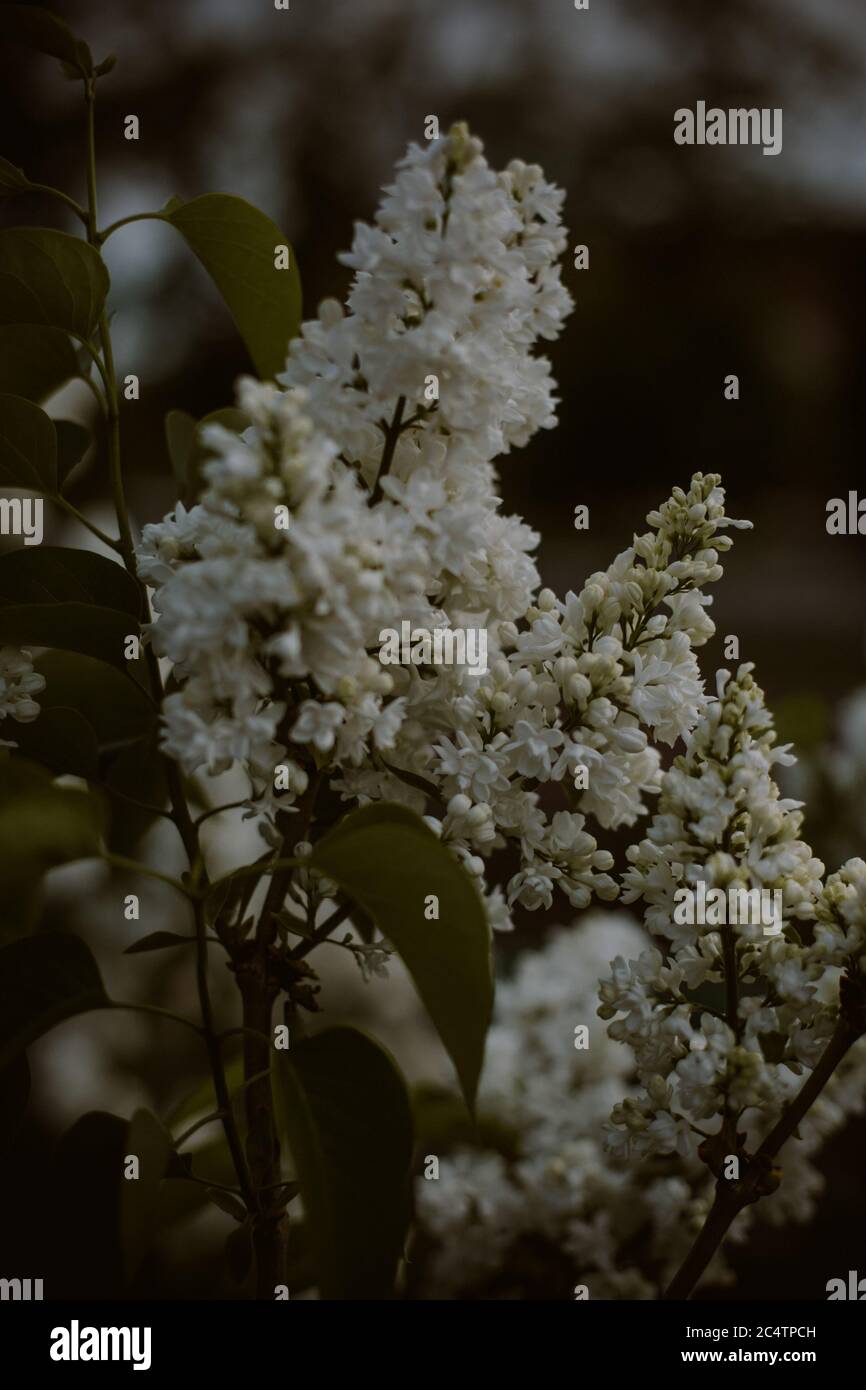 Vertical shot of beautiful white syringa flowers with green leaves ...