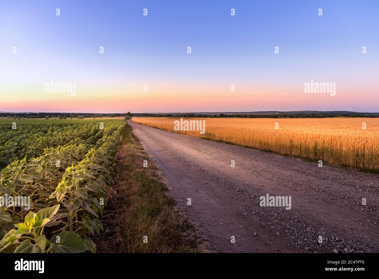 Ukraine sunflower fields hi-res stock photography and images - Alamy