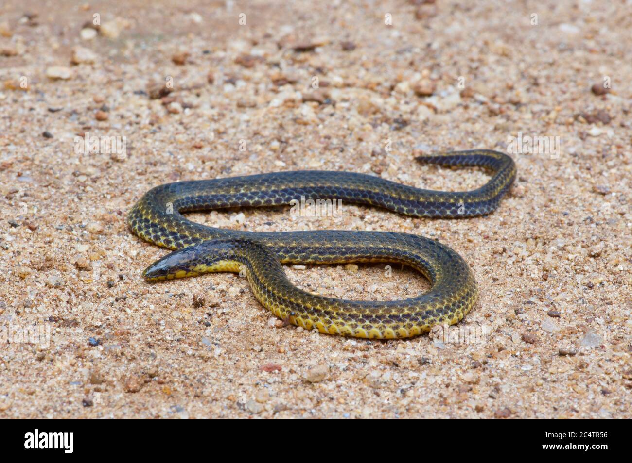 Garden Snake In Sri Lanka Flying Snake Animal Facts Chrysopelea