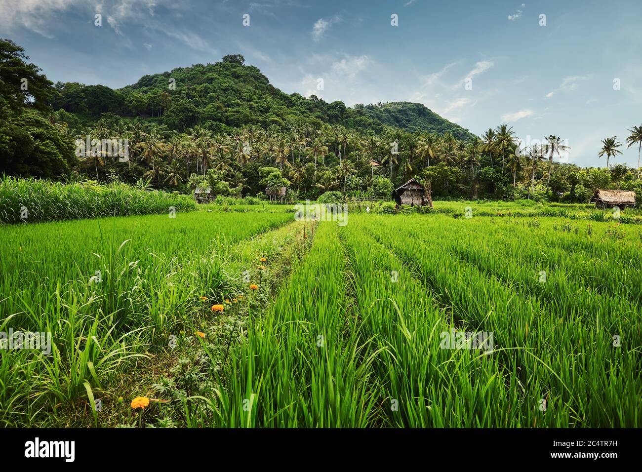 Malaysia rice field terraced hi-res stock photography and images - Alamy