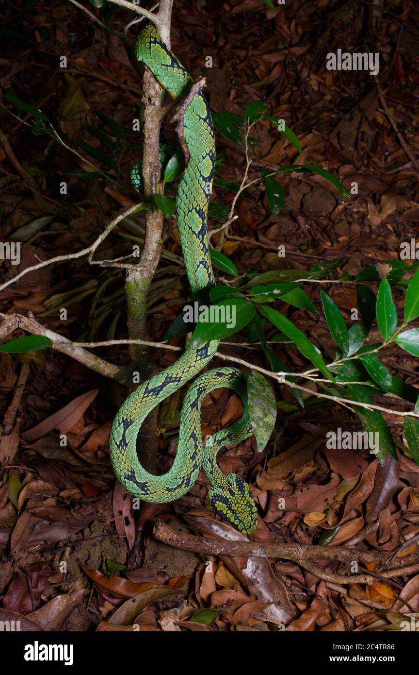 Pit viper fangs hi-res stock photography and images - Alamy