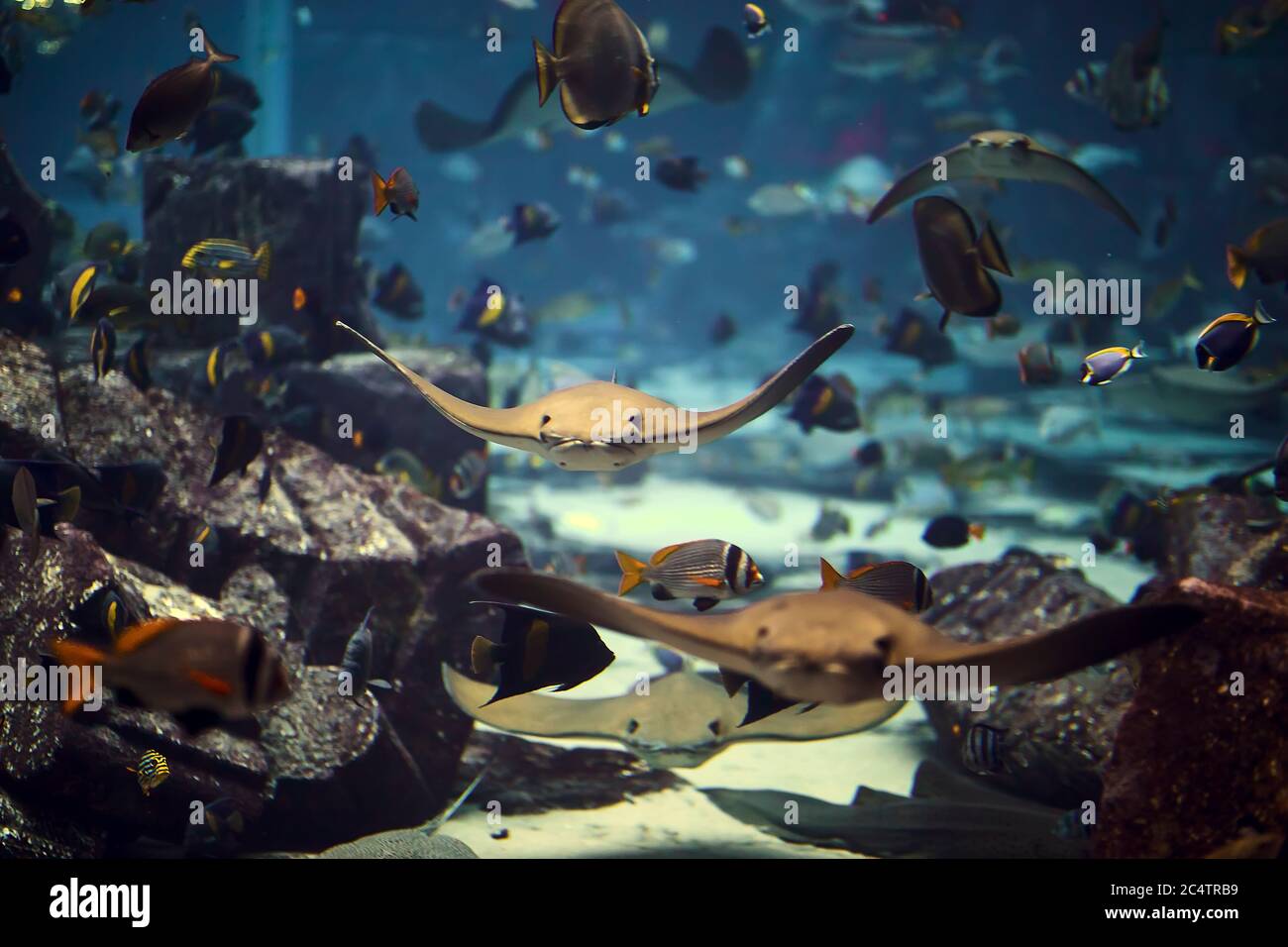 Group of stingrays swimming in aquarium Stock Photo - Alamy