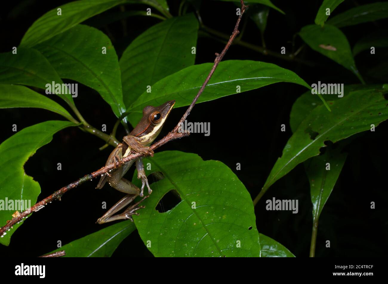 A Sharp-snout Saddled Tree Frog (Taruga longinasus) in the Sinharaja ...