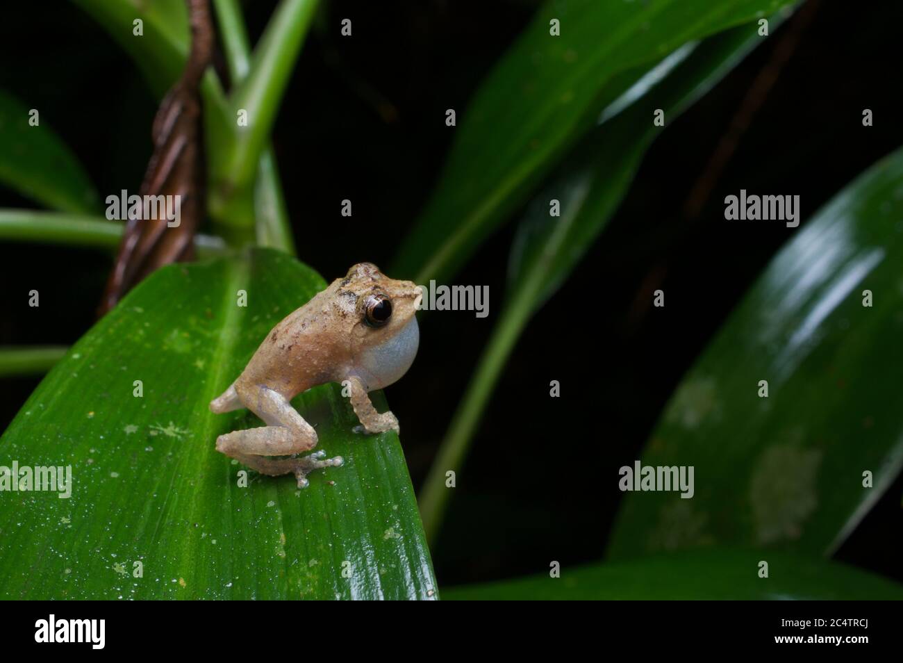 A calling male Common Shrub Frog (Pseudophilautus popularis) on a leaf ...