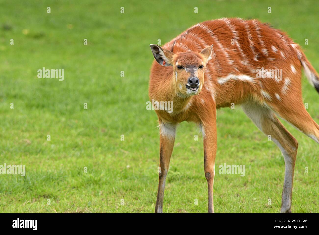 Congo sitatunga hi-res stock photography and images - Alamy