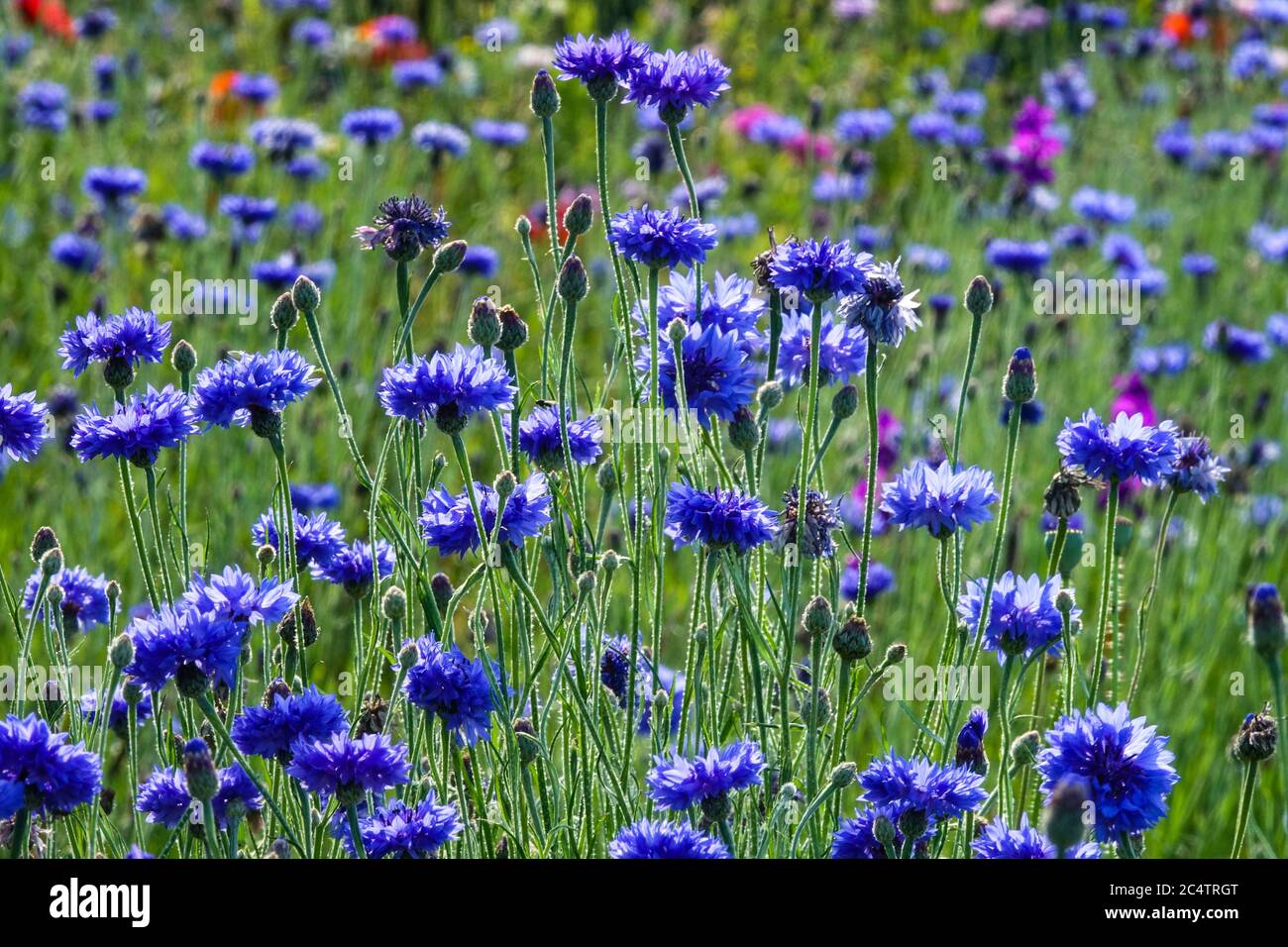 Cornflower ‘blue boy’ hi-res stock photography and images - Alamy
