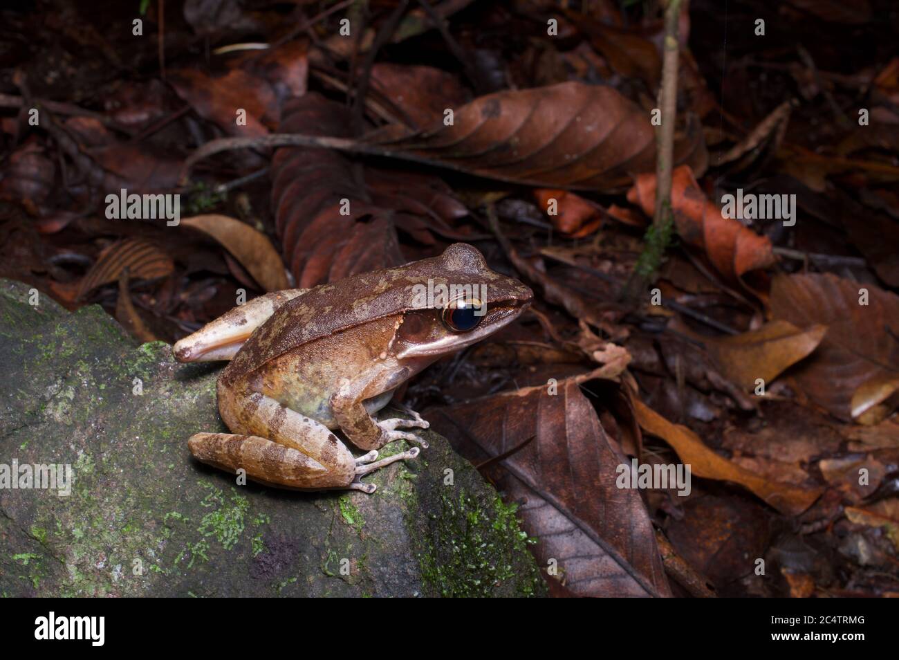 Gunthers golden backed frog hi-res stock photography and images - Alamy