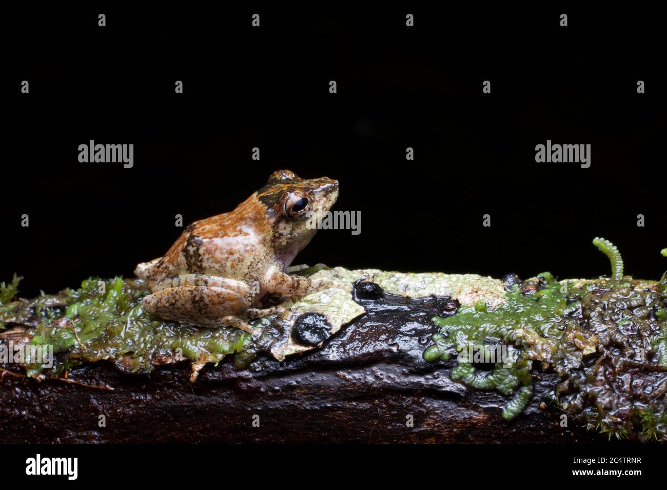 Elegant forest treefrog hi-res stock photography and images - Alamy