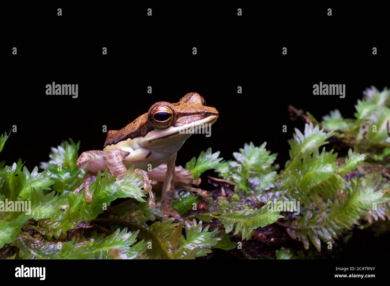 A critically endangered Rakwana Whipping Frog (Taruga fastigo) on a ...