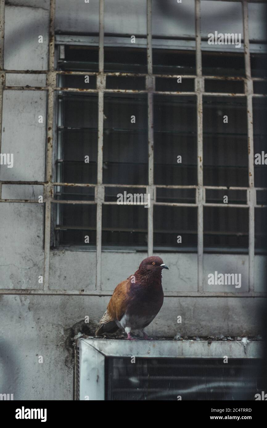 Vertical shot of a brown pigeon standing on steel with a window on the ...