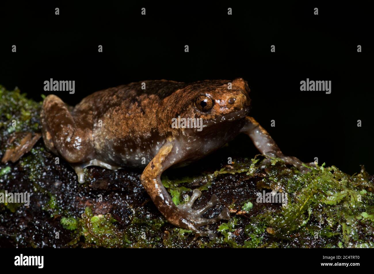 Ceylon frog mouth hi-res stock photography and images - Alamy