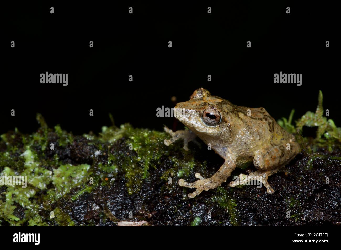 An Elegant Shrub Frog (Pseudophilautus decoris) on a mossy branch at ...