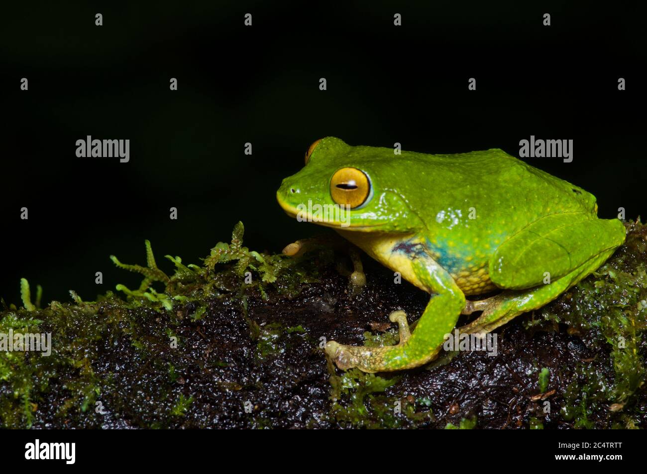 Golden eyed shrub frog hi-res stock photography and images - Alamy