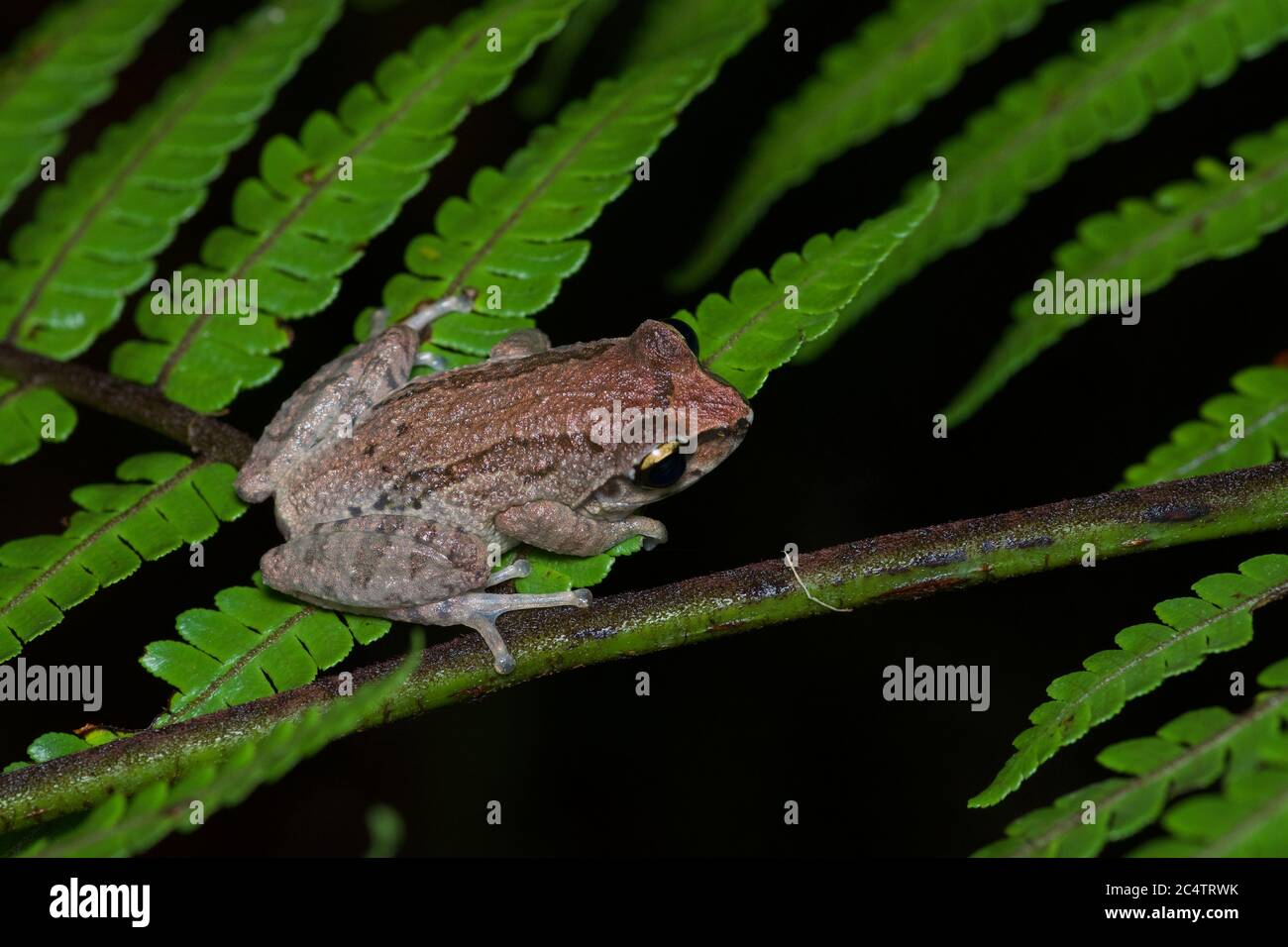 Webless pygmy tree frog hi-res stock photography and images - Alamy