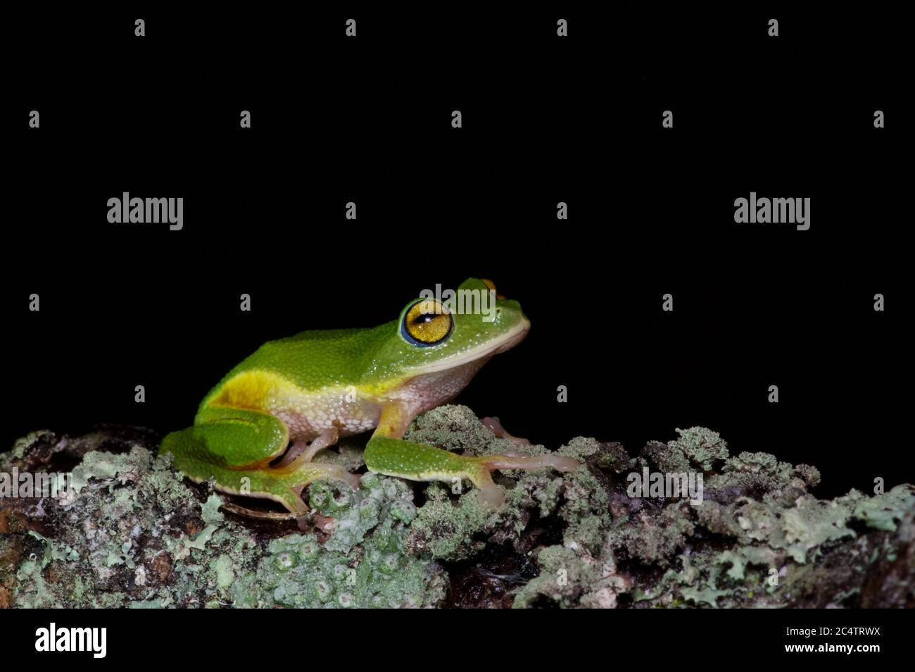Leaf nesting shrub frog hi-res stock photography and images - Alamy