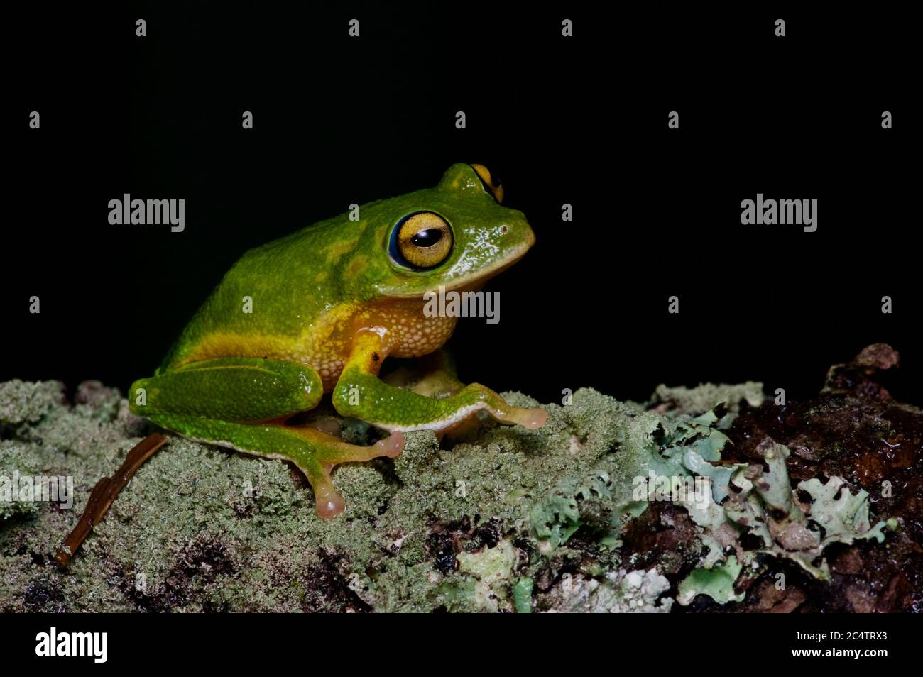 Leaf nesting shrub frog hi-res stock photography and images - Alamy