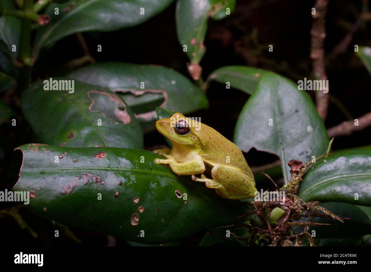 A Stuart's Shrub Frog (Pseudophilautus stuarti) perched in the cloud ...