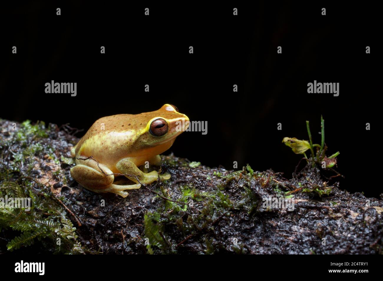 An endangered Hoffman's Shrub Frog (Pseudophilautus hoffmanni) in the ...