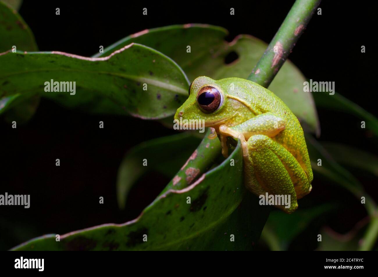 Frog amphibian sri lanka hi-res stock photography and images - Alamy
