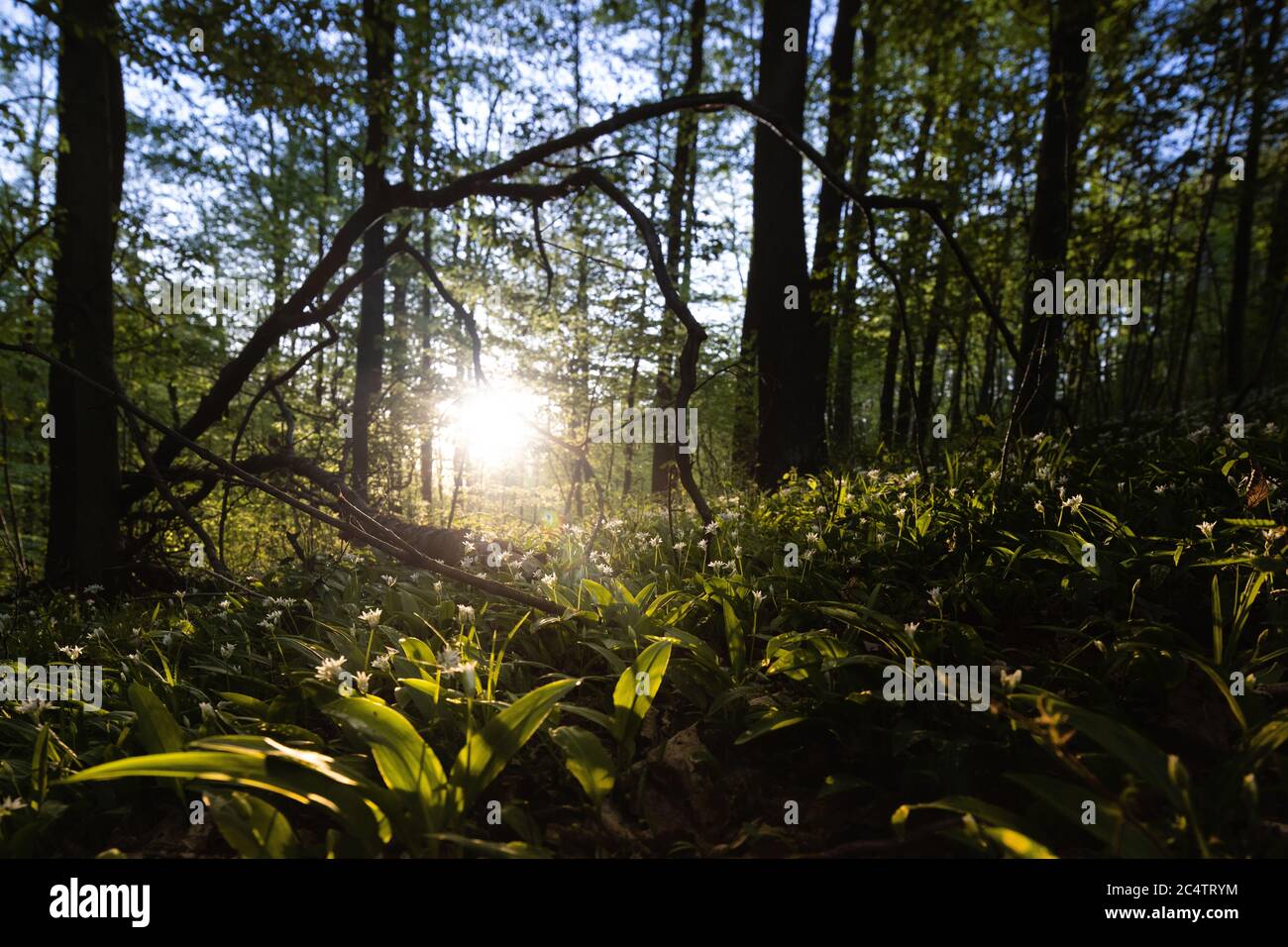 Closeup shot of tall-growing trees in the forest under the sunlight ...