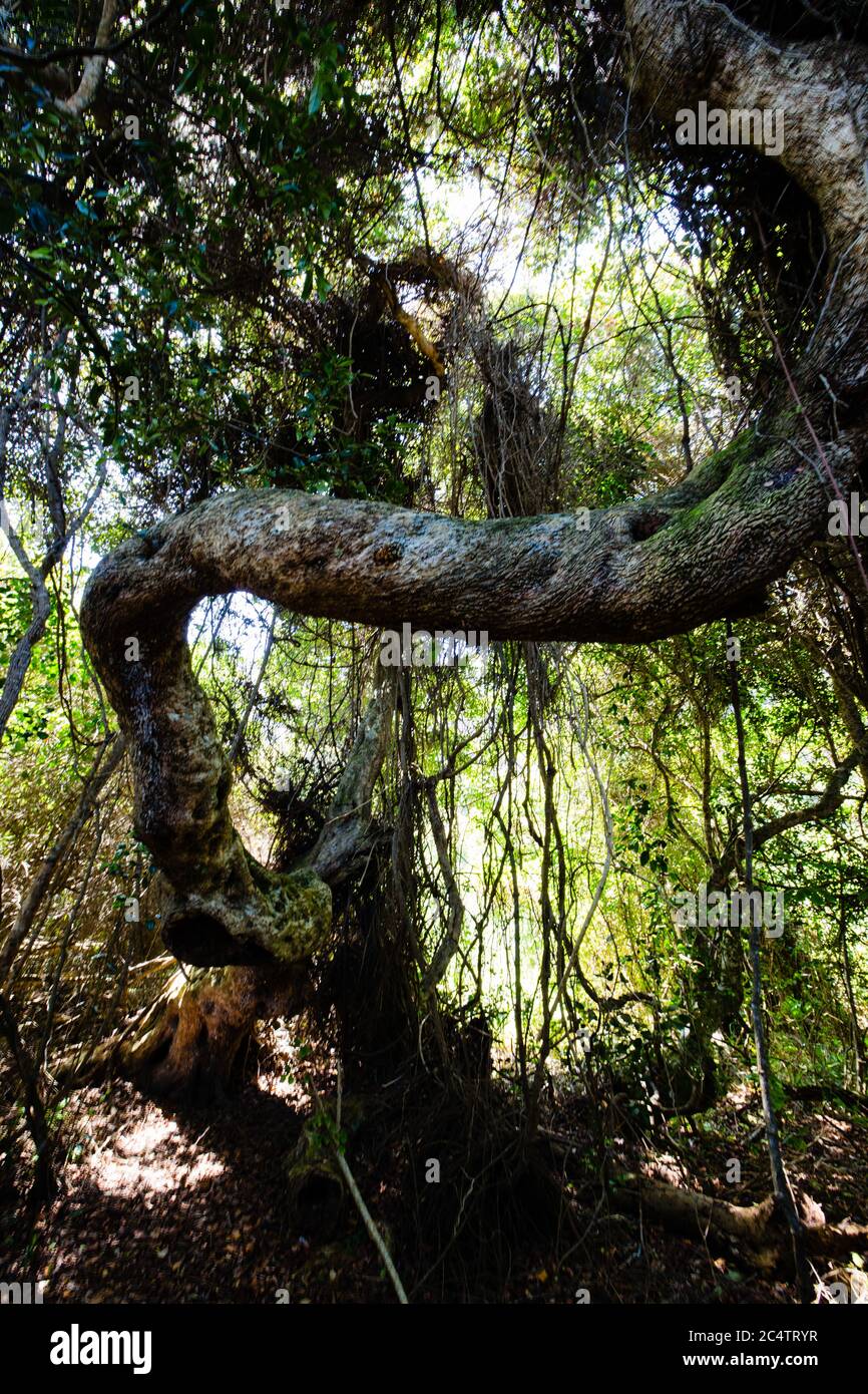 Vertical shot of tall-growing trees in the forest under the sunlight ...