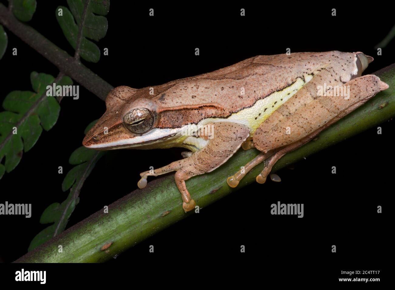 A Saddled Tree Frog (Taruga eques) on vegetation at night in Knuckles ...