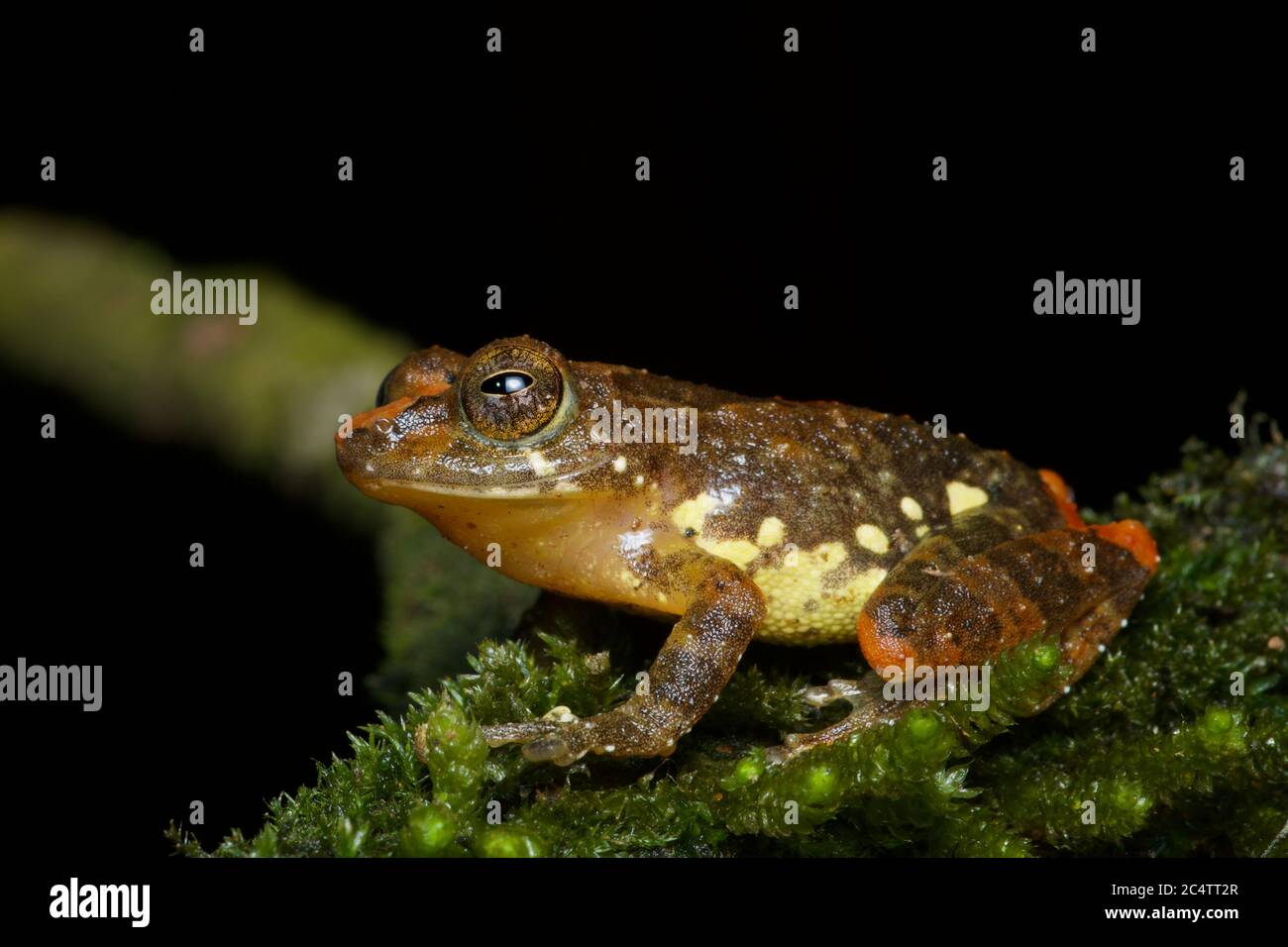 Frog amphibian sri lanka hi-res stock photography and images - Alamy