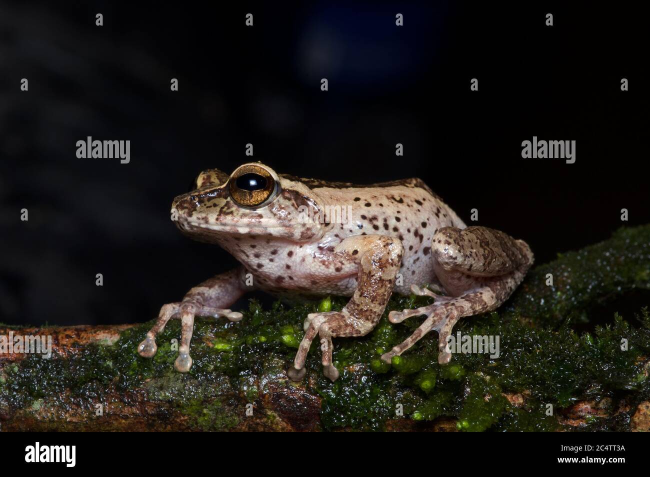 A Knuckles Shrub Frog (Pseudophilautus fulvus) perched on a mossy ...