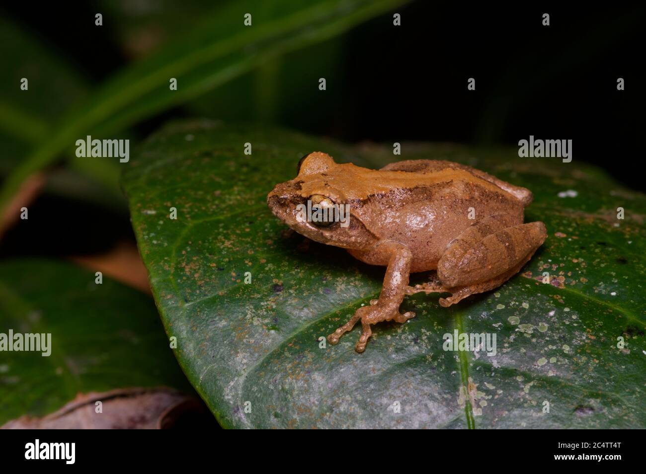 A Steiner's Shrub Frog (Pseudophilautus steineri) on a leaf at night in ...