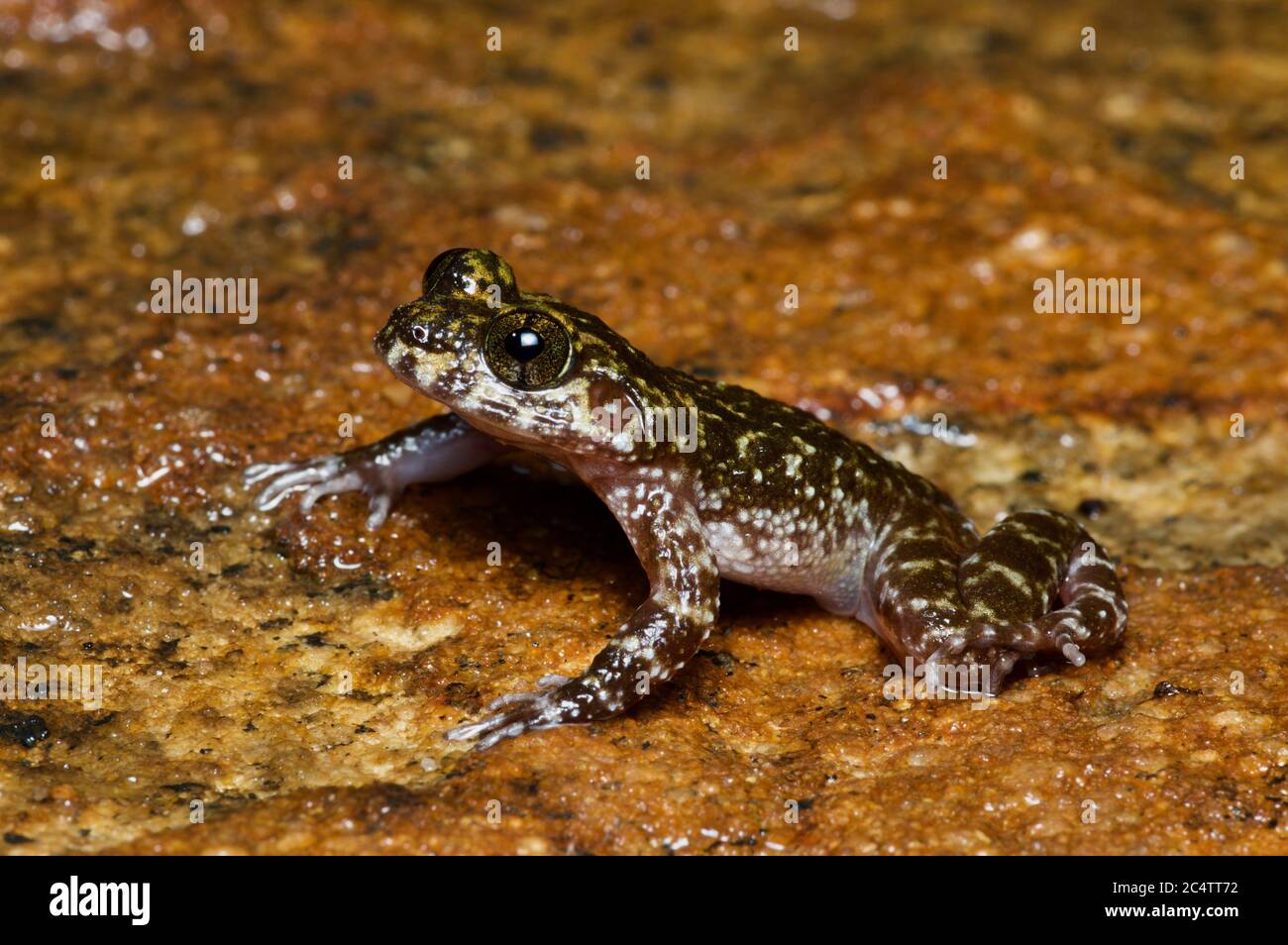 A critically endangered Marbled Streamlined Frog (Nannophrys marmorata ...