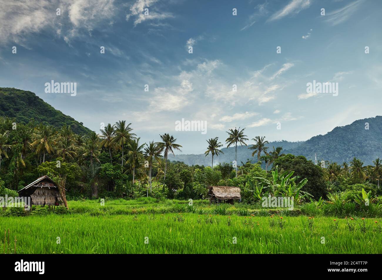 Landscape of rice terrace in Bali, Indonesia Stock Photo - Alamy