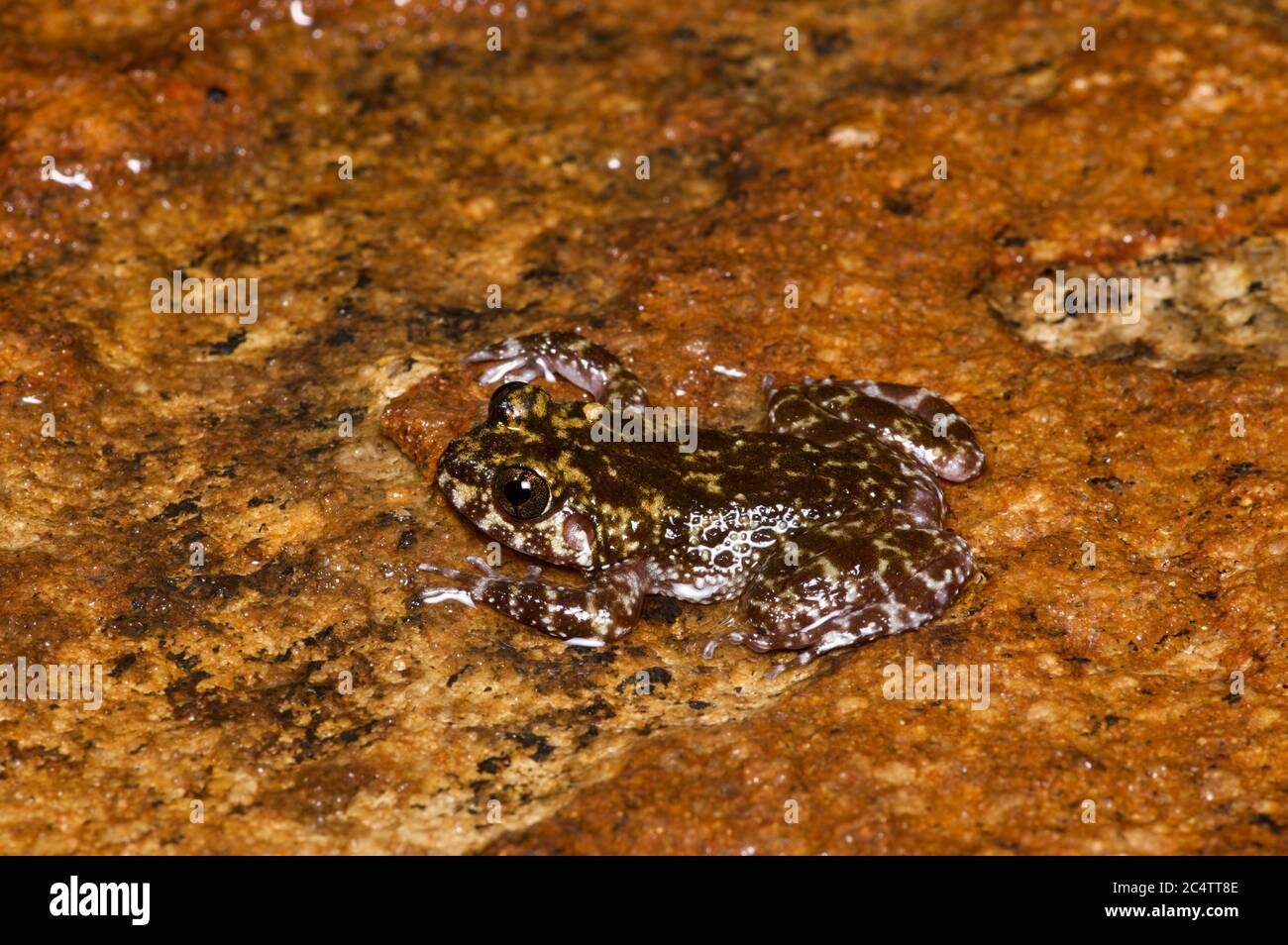 Marbled water frog hi-res stock photography and images - Alamy