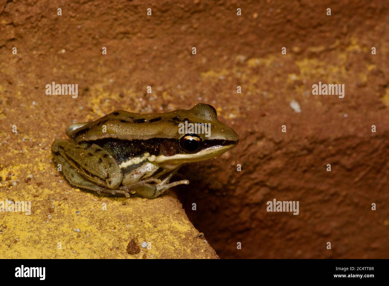 Frog amphibian sri lanka hi-res stock photography and images - Alamy