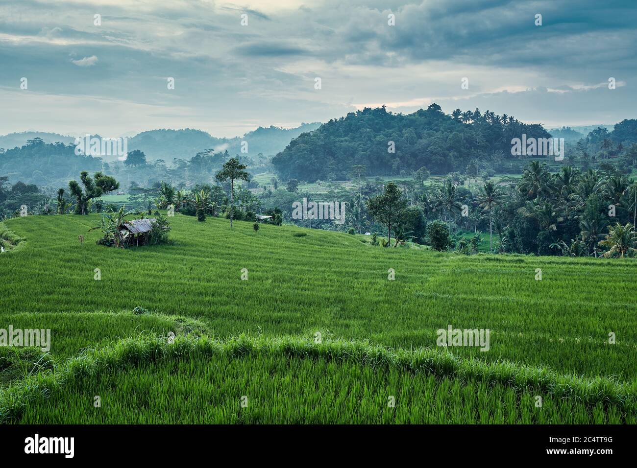 Malaysia rice field terraced hi-res stock photography and images - Alamy